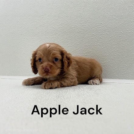 Applejack – America's Best Cocker Spaniels